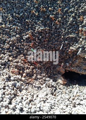 Chicatana Leafcutter Ant (Atta mexicana Stock Photo - Alamy