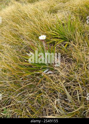 Petrie's Mountain Daisy (Celmisia petriei Stock Photo - Alamy
