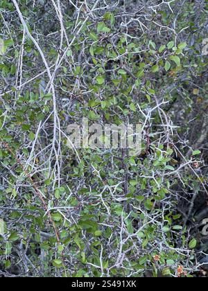 Desert Apricot (Prunus fremontii Stock Photo - Alamy