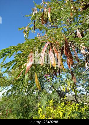 Acacias, Mimosas, mesquites, and allies (Mimosoideae Stock Photo - Alamy