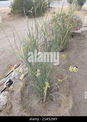 rush milkweed (Asclepias subulata Stock Photo - Alamy