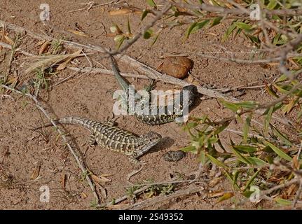 Black-faced Smooth-throated Lizard (Liolaemus melanops), Reptilia ...