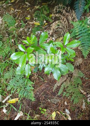 five finger (Pseudopanax arboreus Stock Photo - Alamy