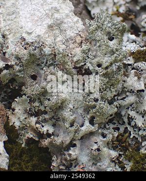 Salted Ruffle Lichen (Parmotrema crinitum Stock Photo - Alamy