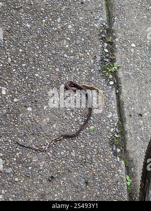 Colubrine Snakes (Colubrinae Stock Photo - Alamy