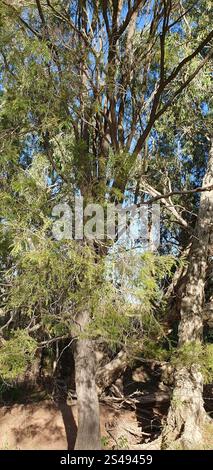 black tea-tree (Melaleuca bracteata Stock Photo - Alamy