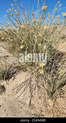rush milkweed (Asclepias subulata Stock Photo - Alamy