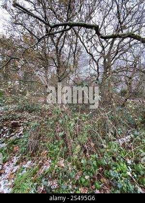 Rusty Willow (Salix atrocinerea Stock Photo - Alamy