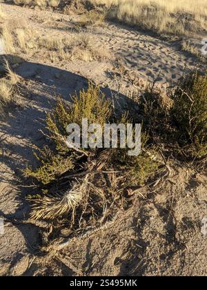 desert bitterbrush (Purshia glandulosa Stock Photo - Alamy