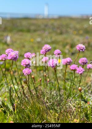 Landscape with cliff clover flowers at the Point Arena Lighthouse in ...