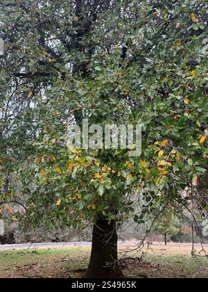 Oracle Oak (Quercus × morehus Stock Photo - Alamy