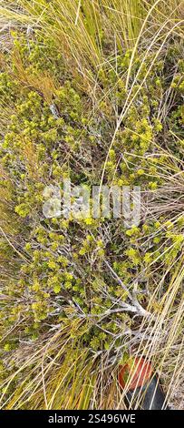 snow totara (Podocarpus nivalis Stock Photo - Alamy