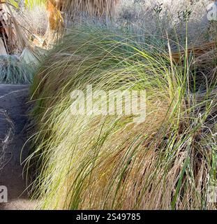 deergrass (Muhlenbergia rigens Stock Photo - Alamy