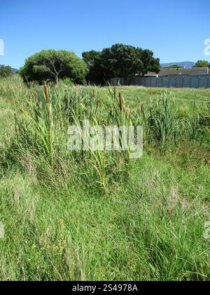 Cape Bulrush (Typha capensis Stock Photo - Alamy