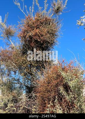 Mesquite Mistletoe (Phoradendron californicum Stock Photo - Alamy
