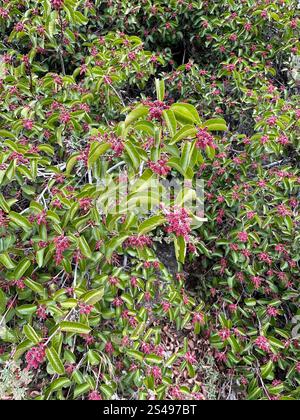 sugar bush (Rhus ovata Stock Photo - Alamy