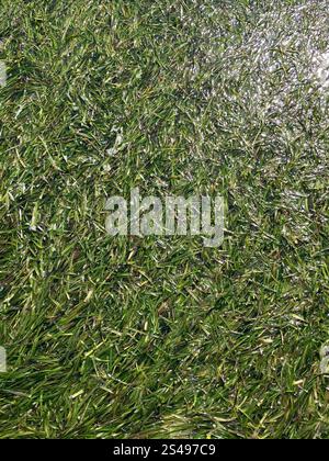 Turtle Grass (Thalassia testudinum Stock Photo - Alamy