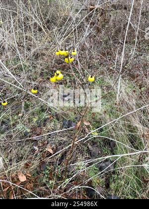 western horsenettle (Solanum dimidiatum Stock Photo - Alamy