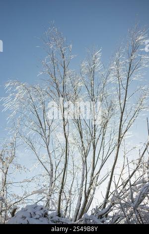 Schnee- und Eisbedeckte Aeste an Baeumen und Straeuchern in Aachen am ...