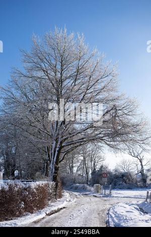 Schnee- und Eisbedeckte Aeste an Baeumen und Straeuchern in Aachen am ...