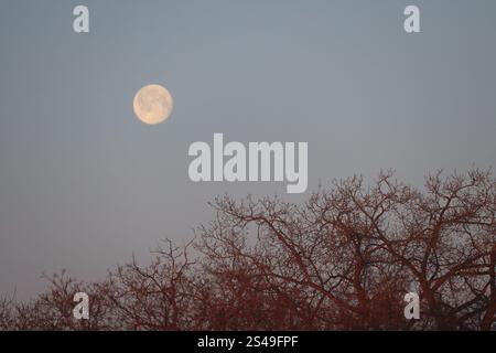 full moon hangs above trees tinted red by first rays of sunrise Stock ...