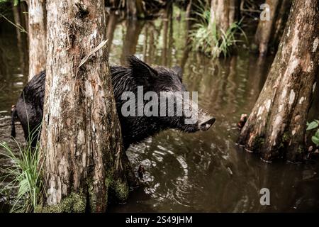Feral Hogs in Louisiana Bayou Swamp Stock Photo - Alamy