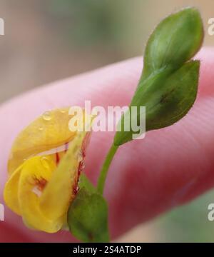 Cape Caterpillarbean (Zornia capensis Stock Photo - Alamy