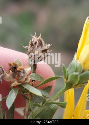 Sleepy Daisy (Xanthisma texanum Stock Photo - Alamy