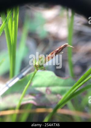 Umbel-like Sedge (Carex tonsa rugosperma Stock Photo - Alamy