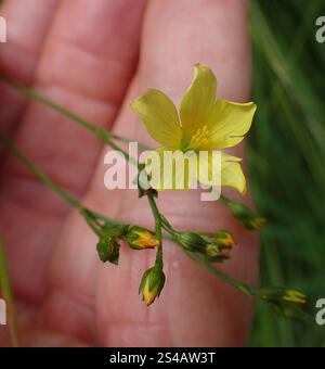 Wild Flax (Linum thunbergii Stock Photo - Alamy