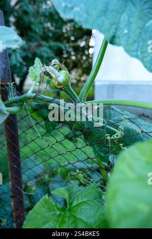 Close up Beautiful Green Bird feather on a dark background texture ...