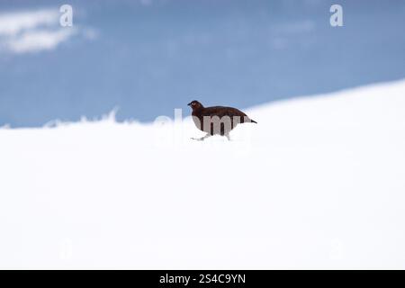 West Yorkshire, UK. 11th Jan, 2026. Northowram, Halifax,West Yorkshire ...