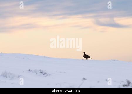 West Yorkshire, UK. 11th Jan, 2026. Northowram, Halifax,West Yorkshire ...