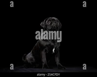A pug is captured in side profile in a studio against a white ...