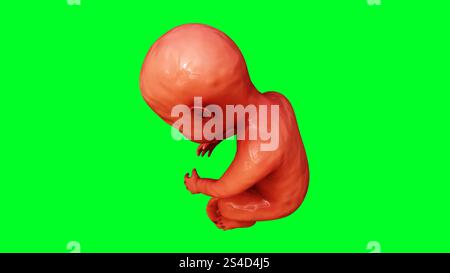 unborn baby fetus in amniotic sac. Realistic green screen. 3d rendering ...