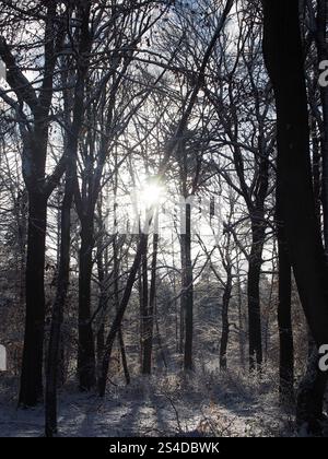 A vertical shot of snowy trees in a winter forest Stock Photo - Alamy