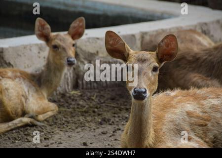 Rusa timorensis (Javan rusa). Rusa timorensis are spread from Java ...