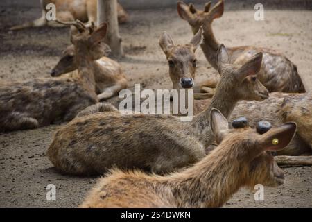 Rusa timorensis (Javan rusa). Rusa timorensis are spread from Java ...