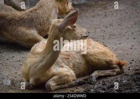 Rusa timorensis (Javan rusa). Rusa timorensis are spread from Java ...