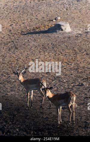 Impala in the savanna woodlands of Etosha National Park, Namibia Stock ...