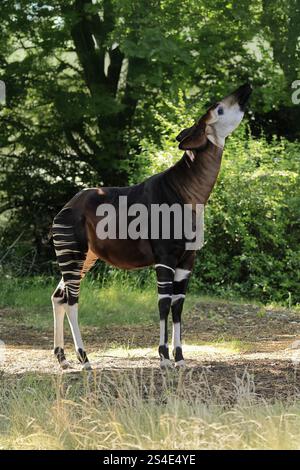 Okapi (Okapia johnstoni), adult, foraging, captive Stock Photo - Alamy
