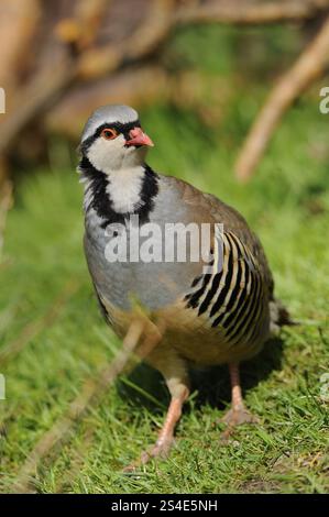 Rock Partridge (Alectoris graeca), captive, Innsbruck Alpine Zoo, Tyrol ...