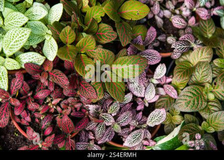 Fittonia albivenis cultivar, Mosaic / Nerve Plant, spectacular bright ...
