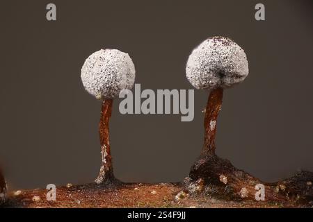 Physarum bahiense, slime mold, microscope image of sporangia Stock ...