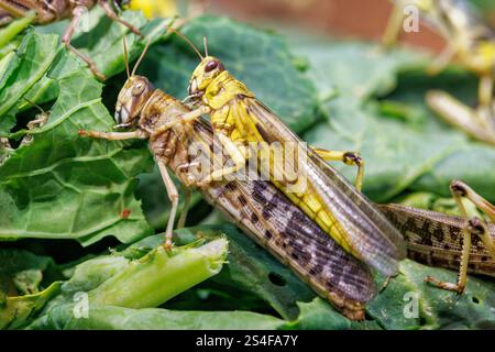 Desert locusts, Schistocerca gregaria, found primarily in the deserts ...