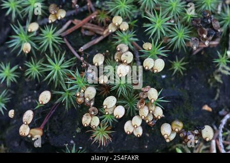 Buxbaumia aphylla, commonly known as bug moss, bug-on-a-stick ...