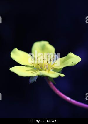 Creeping cinquefoil, Potentilla reptans, Creeping cinquefoil Stock ...