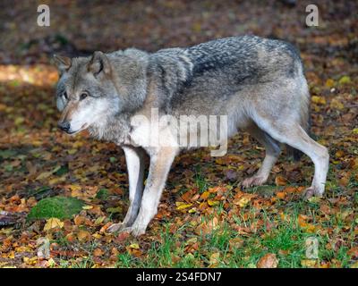 Wolf-Europaeischer Grauwolf in Deutschland in Aktion. Wolf-Grauwolf ...