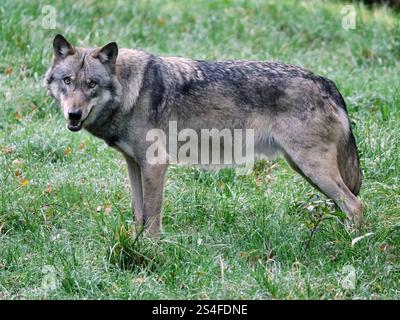 Wolf-Europaeischer Grauwolf in Deutschland in Aktion. Wolf-Grauwolf ...