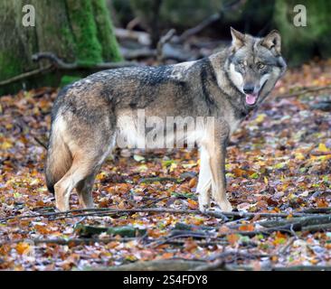 Wolf-Europaeischer Grauwolf in Deutschland in Aktion. Wolf-Grauwolf ...
